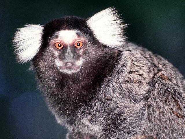 FAUNA