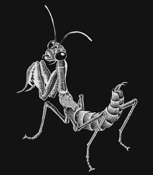 Mantis after M.C. Escher's "Dream"