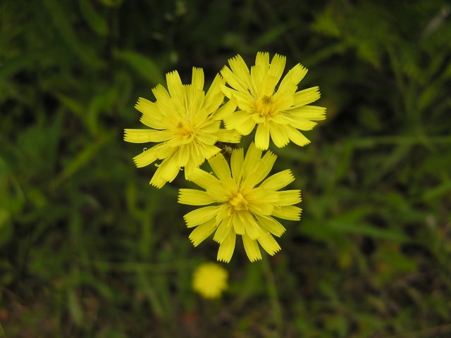 directory_to_Wildflowers