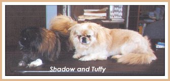 Peke Avenue's Shadow the Renegade Peke