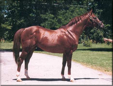 Hevoset: Oriit // Tammat // Myynniss [my s kasvatit] // Kasvatit