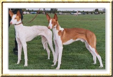 SAQARA IBIZAN HOUNDS VICTORIA AUSTRALIA