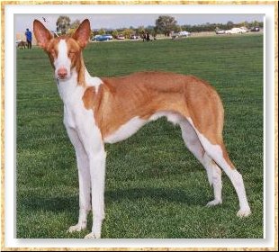 SAQARA IBIZAN HOUNDS VICTORIA AUSTRALIA
