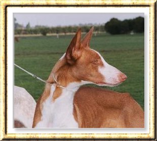 SAQARA IBIZAN HOUNDS VICTORIA AUSTRALIA