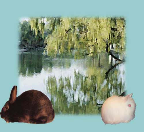 Willowbrook Rabbitry