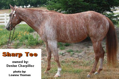 Liver Chestnut Horse With White Brindling