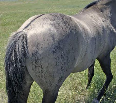 Brindle Horses - a rare equine coat color