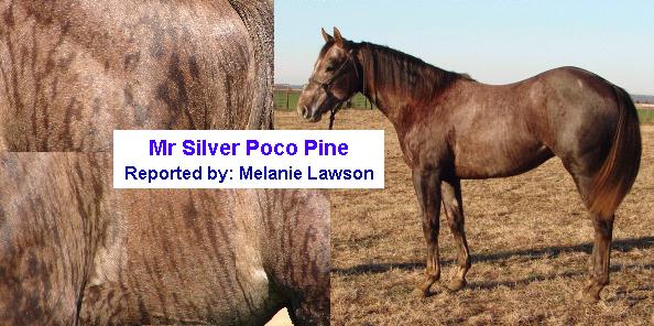 "Mr Silver Poco Pine" - Quarter Horse
