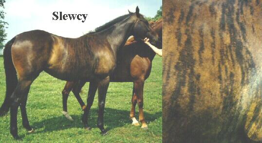 Brindle Horses - a rare equine coat color