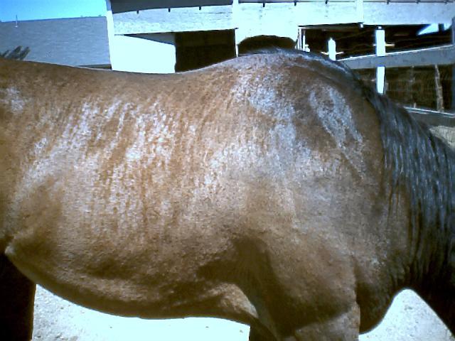 Brindle Horses - a rare equine coat color