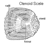Glossary of Fisheries Terms