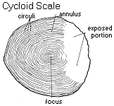 Glossary of Fisheries Terms