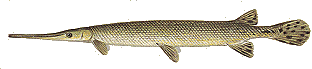 Longnose Gar