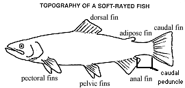 Glossary of Fisheries Terms