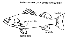 Glossary of Fisheries Terms