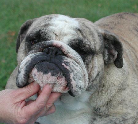 Fults Scotts Return to Cinder