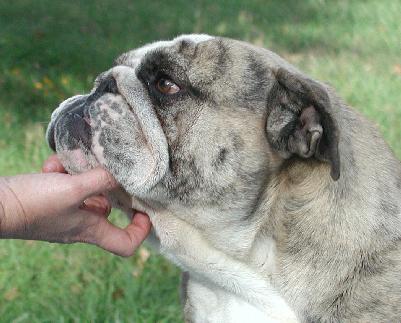 Fults Scotts Return to Cinder