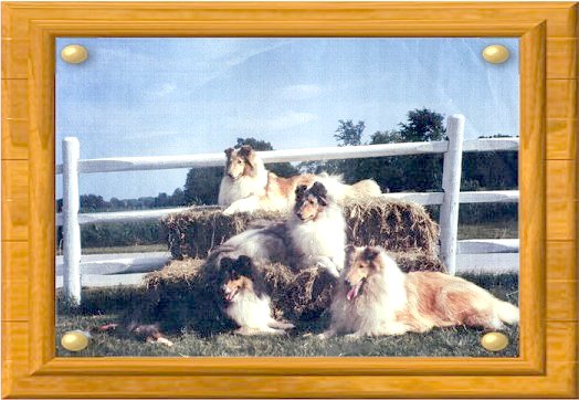 The Scotts' Collies
