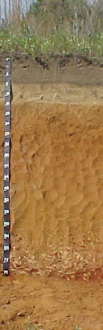 index [www.geocities.ws]