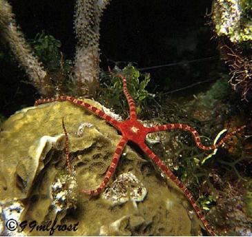 brittlestar