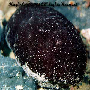 Sea Cucumber. Stichopus Chloronotus Sp.