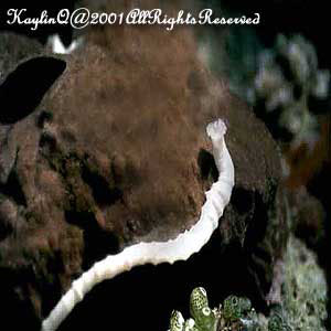 Sea Cucumber. Synaptula Sp.