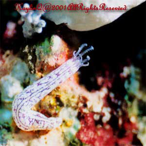 Sea Cucumber. Synaptula Lamperti Sp.