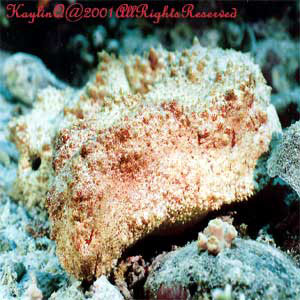 Sea Cucumber. Thelenota Anax Sp.