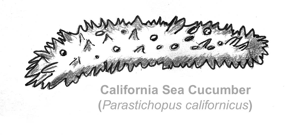 Sea Cucumber Coloring Pages