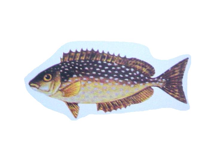 Rabbitfish_White-spotted_spinefoot.page