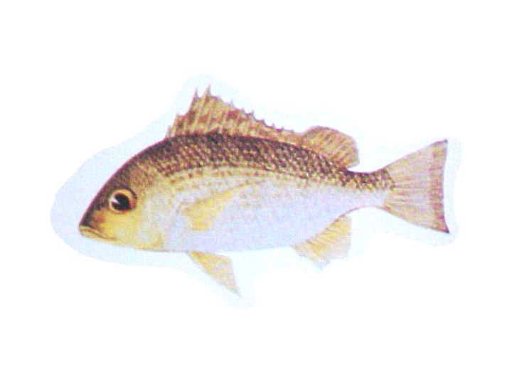 Lined_silver_grunter.page