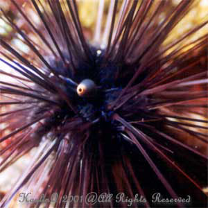 Sea Urchin. Diadema Setosum Sp.