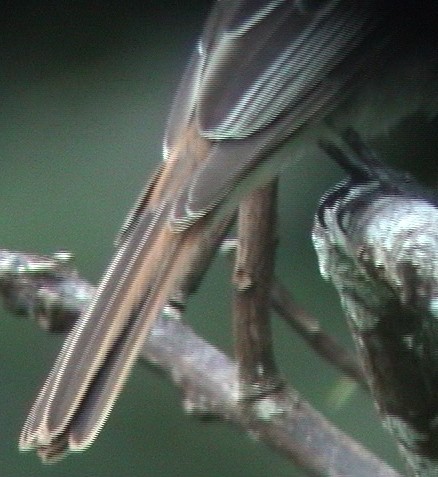 ttvariegatedflycatcher