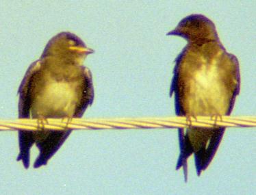 idcaribbeangray-breastedmartin