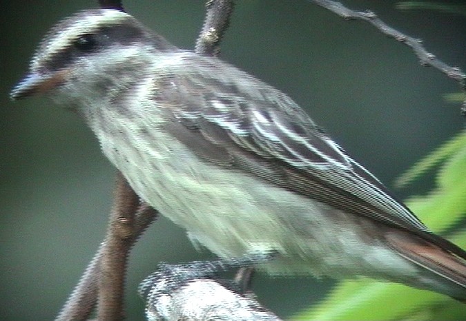 ttvariegatedflycatcher