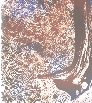 index [www.geocities.ws]