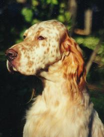 Setters Online Columns