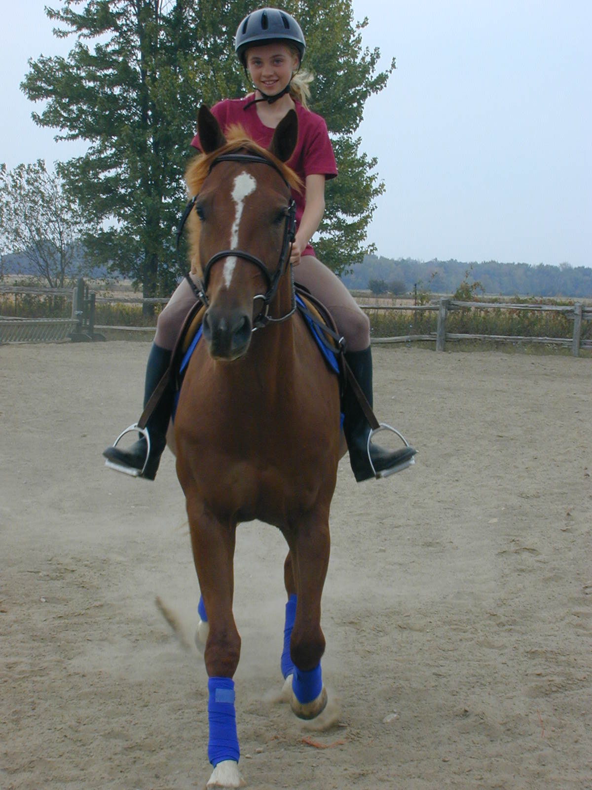 Welcome to Shadowlane Stable!