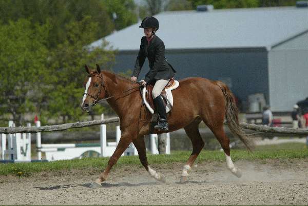 Welcome to Shadowlane Stable!