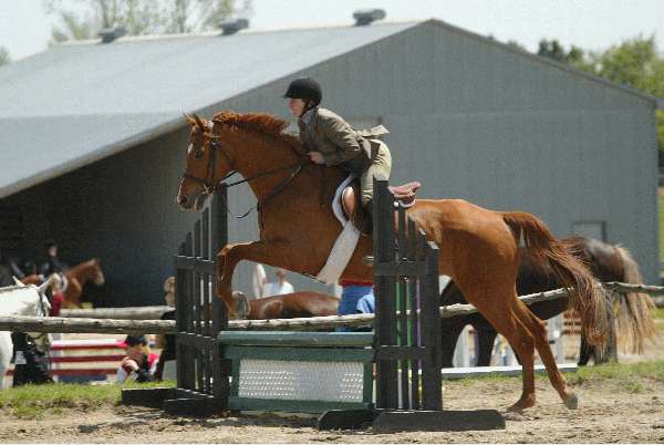 Welcome to Shadowlane Stable!