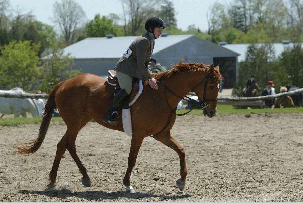 Welcome to Shadowlane Stable!