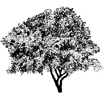 Shadow Oaks Ranch Club Lambs, Tulare California