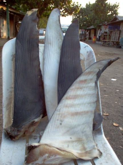 Shark fin - cartilage price from Lombok Indonesia