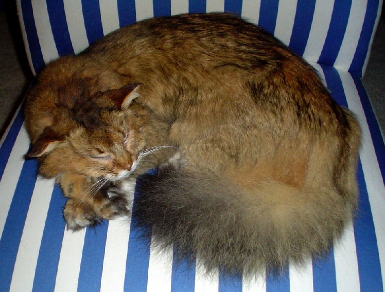 index [www.geocities.ws]