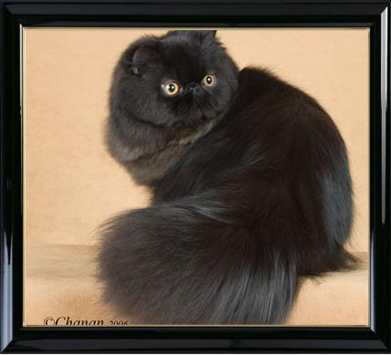 The Kings of Shiral Persians