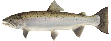 steelhead
