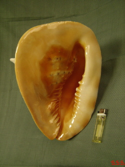 Cassidae (Helmet Shells)