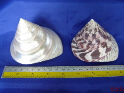 Trochidae (Top Shells)