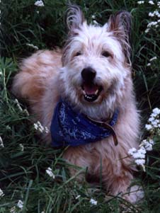 hund_billy