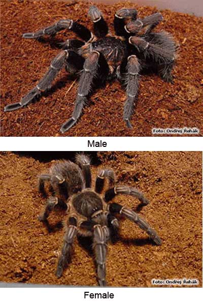 Aphonopelma seemani